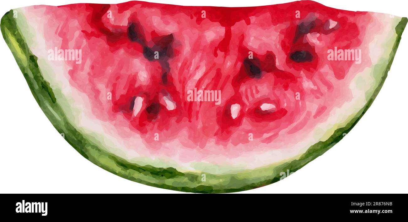 A slice of watermelon. Front view. Red flesh with pits and hard skin ...