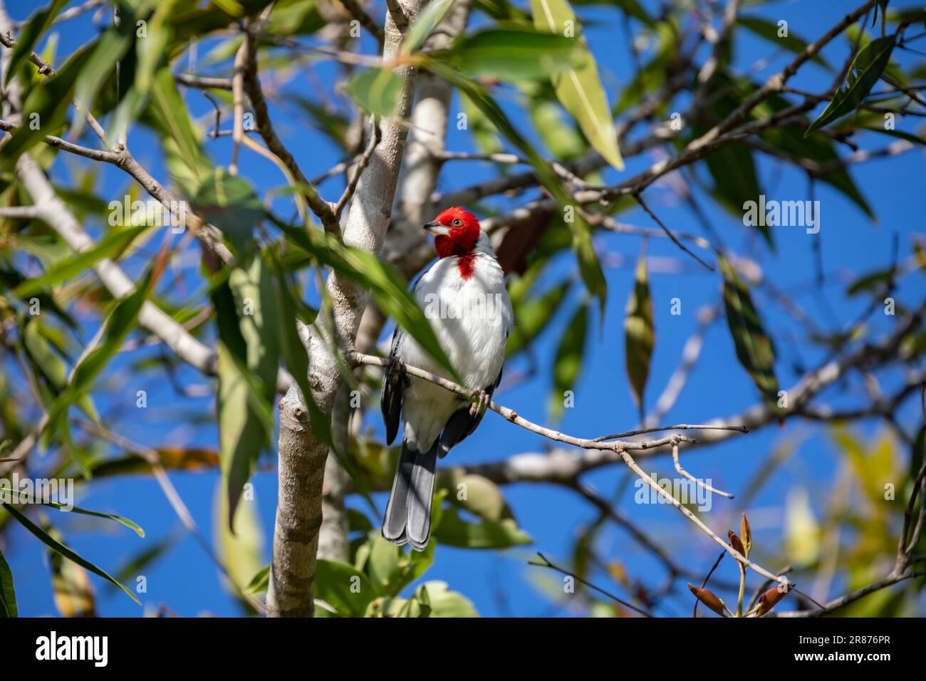Galo de campina bird, Picture of a beautiful Red-cowled Cardinal bird ...