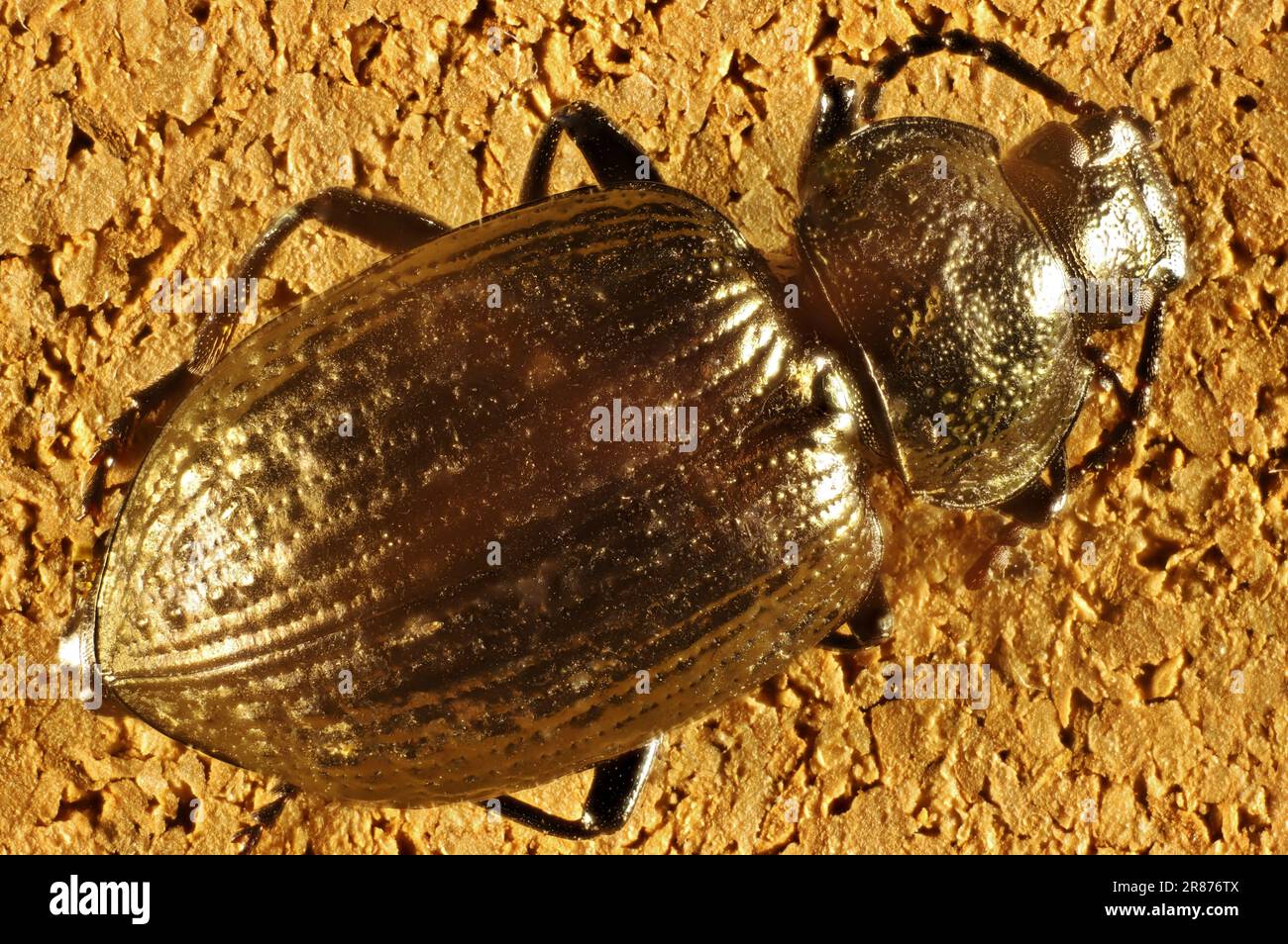 Dorsal close-up of isolated Darkling Beetle (Adelium), South Australia ...