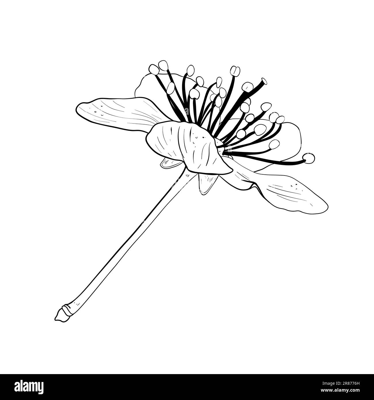 Spring bloom wild plum Stock Vector Images - Alamy