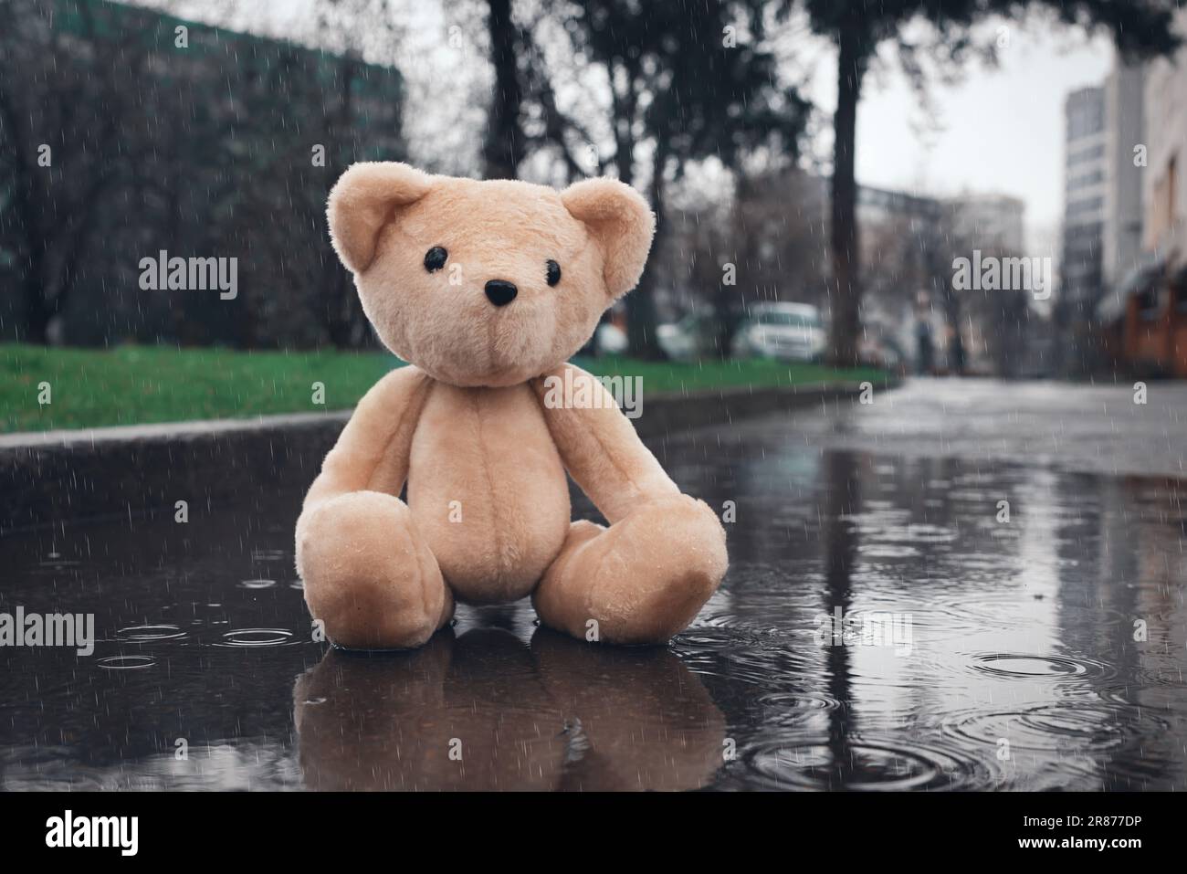 Brown bear in puddle hi-res stock photography and images - Alamy