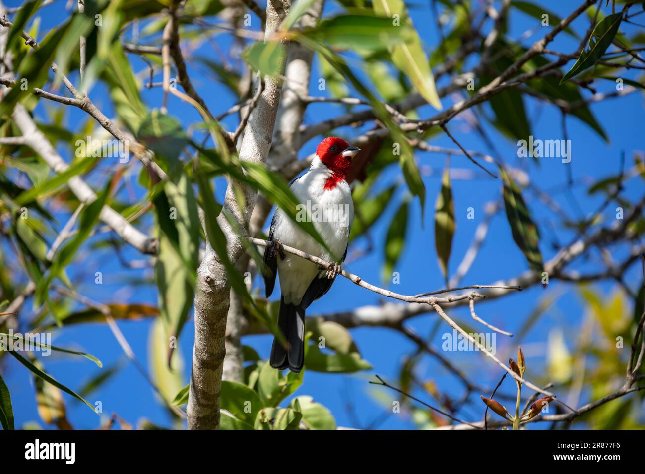 Galo de campina bird, Picture of a beautiful Red-cowled Cardinal bird ...