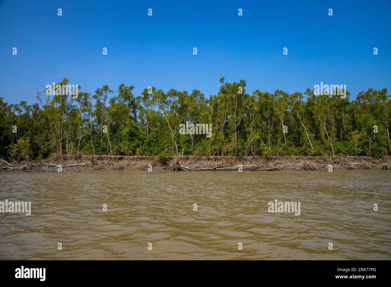 Coastal mangrove forest at Dhal Chhar. Dhal Char is one of the numerous ...