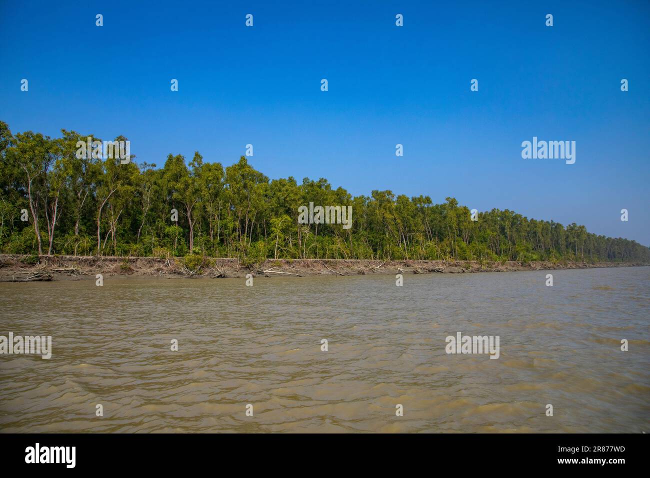 Coastal mangrove forest at Dhal Chhar. Dhal Char is one of the numerous ...