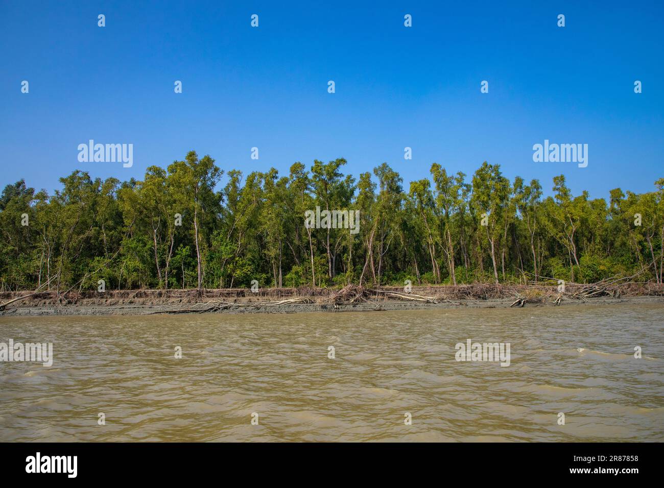 Coastal mangrove forest at Dhal Chhar. Dhal Char is one of the numerous ...