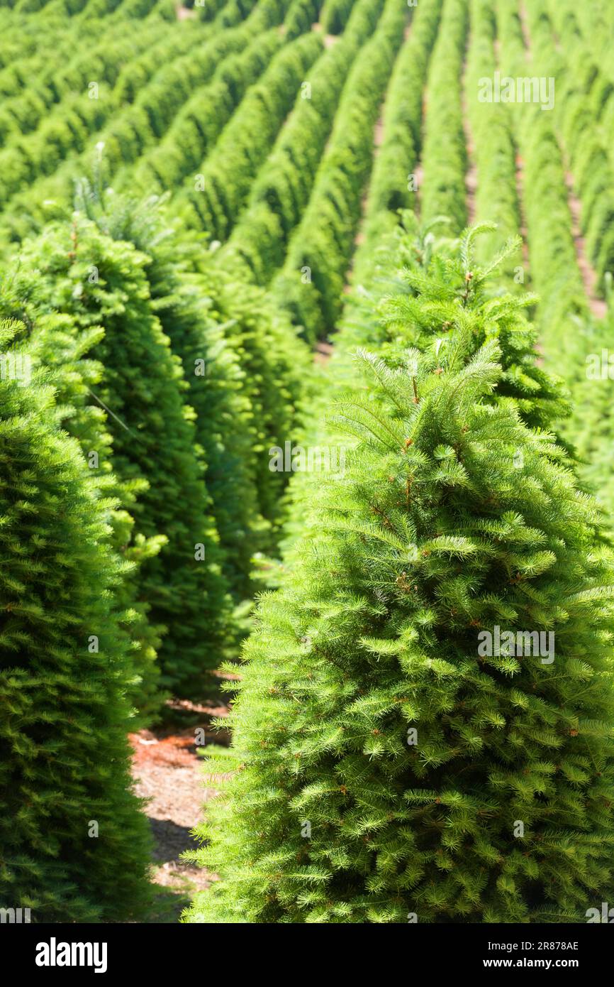 Rows of Christmas trees growing on a farm in cetral Oregon ready for ...