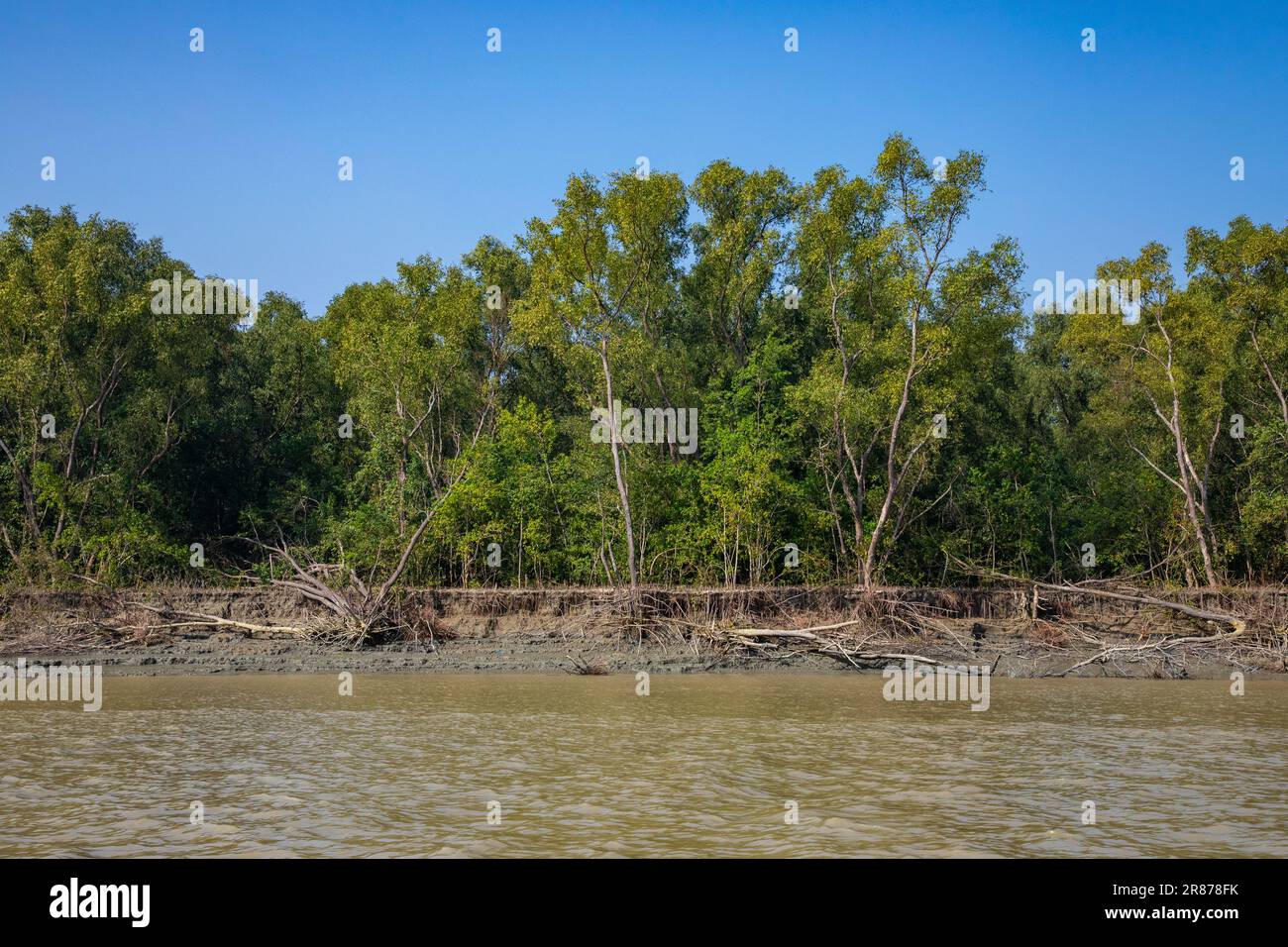 Coastal mangrove forest at Dhal Chhar. Dhal Char is one of the numerous ...