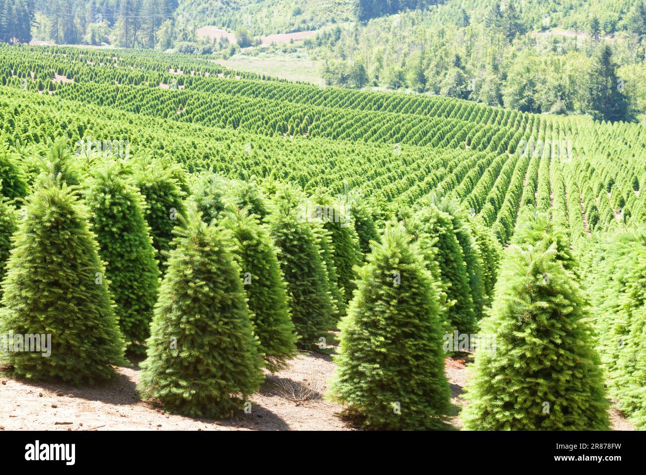 Field of Christmas trees growing on farm hillside in Central Oregon ...