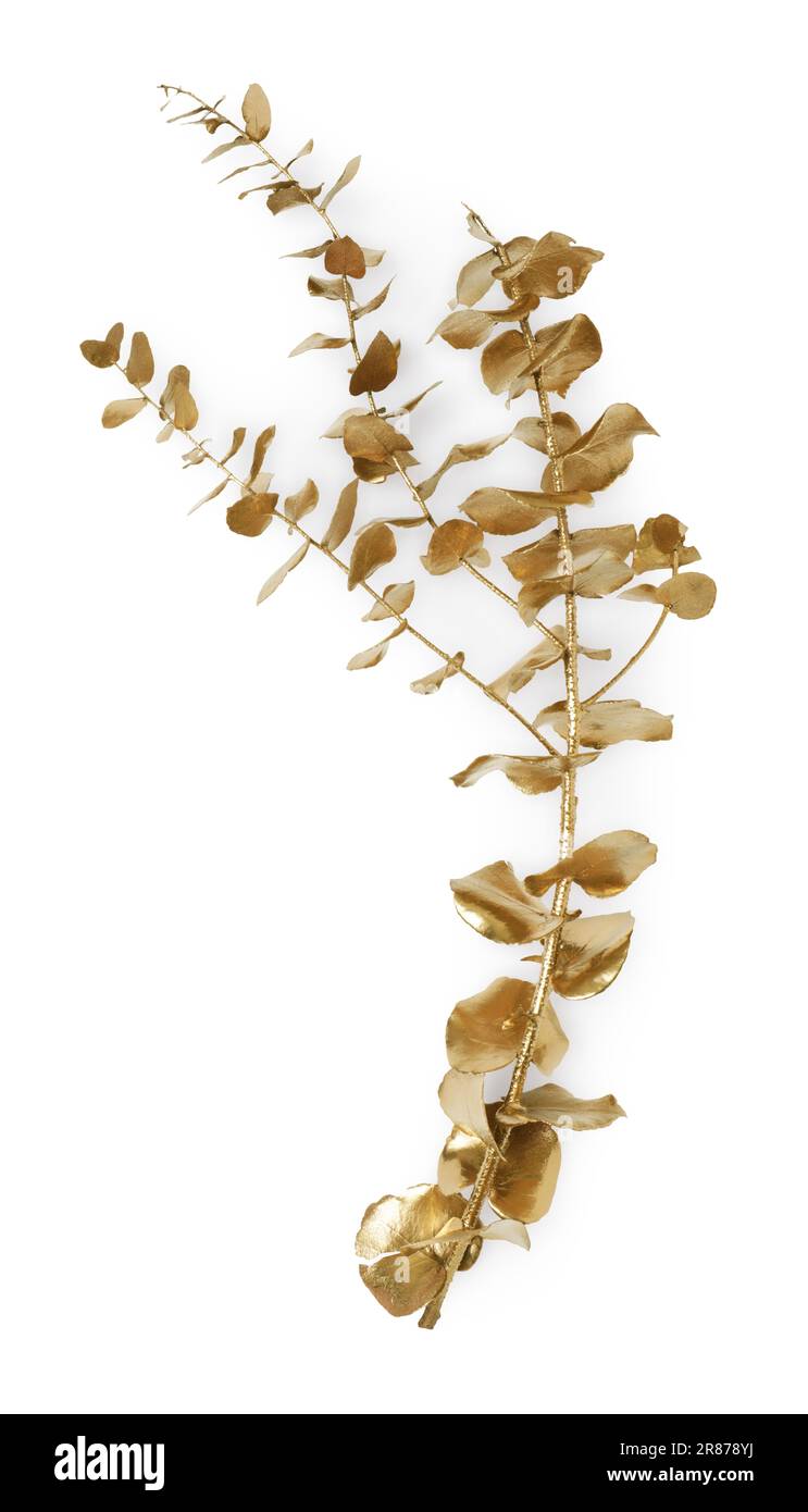 Shiny golden branch with leaves on white background, top view. Decor ...