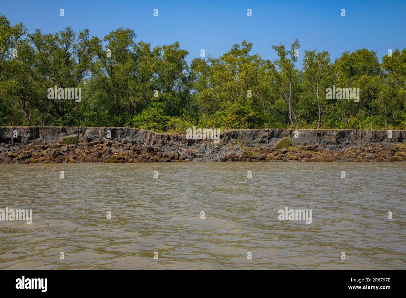 Coastal mangrove forest at Dhal Chhar. Dhal Char is one of the numerous ...