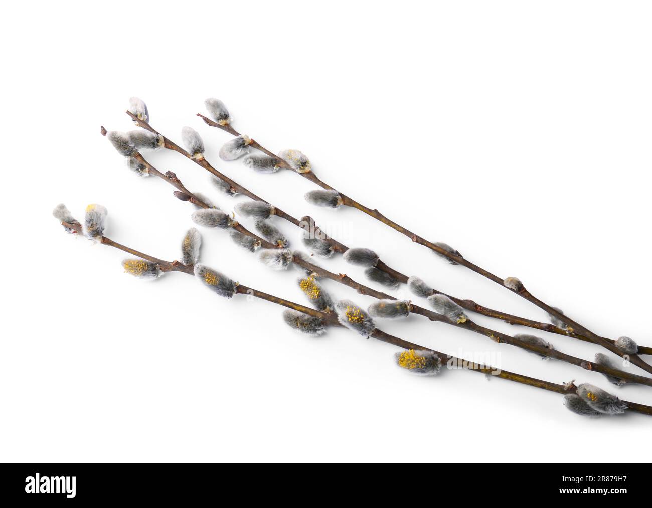 Beautiful Pussy Willow Branches With Flowering Catkins Isolated On