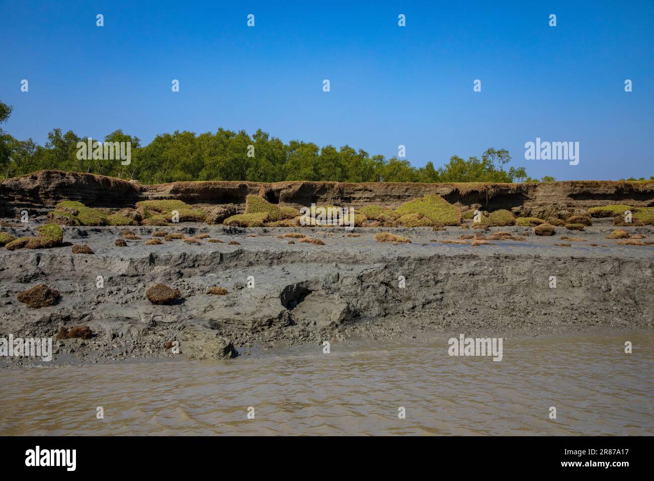 Coastal mangrove forest at Dhal Chhar. Dhal Char is one of the numerous ...