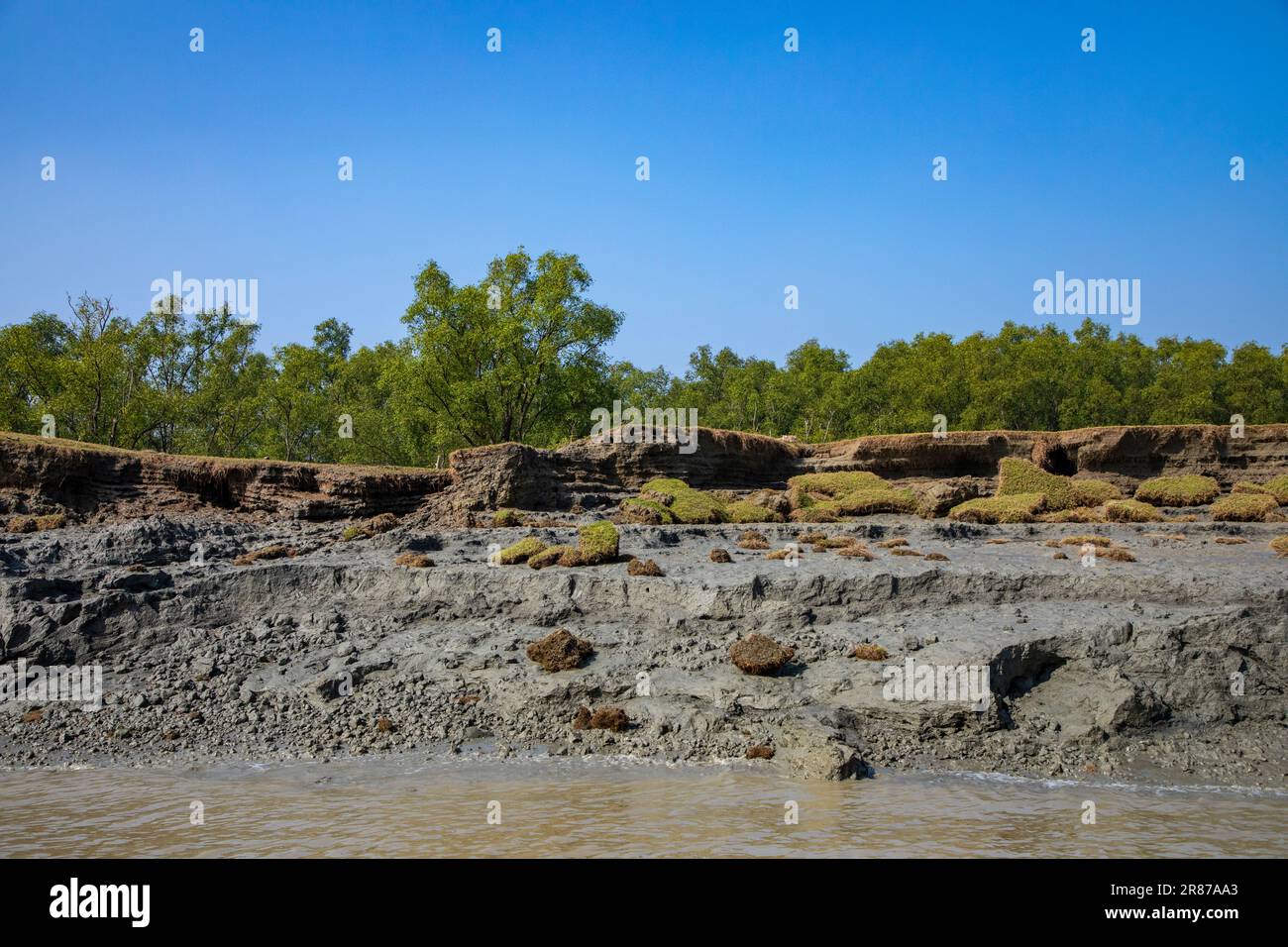 Coastal mangrove forest at Dhal Chhar. Dhal Char is one of the numerous ...