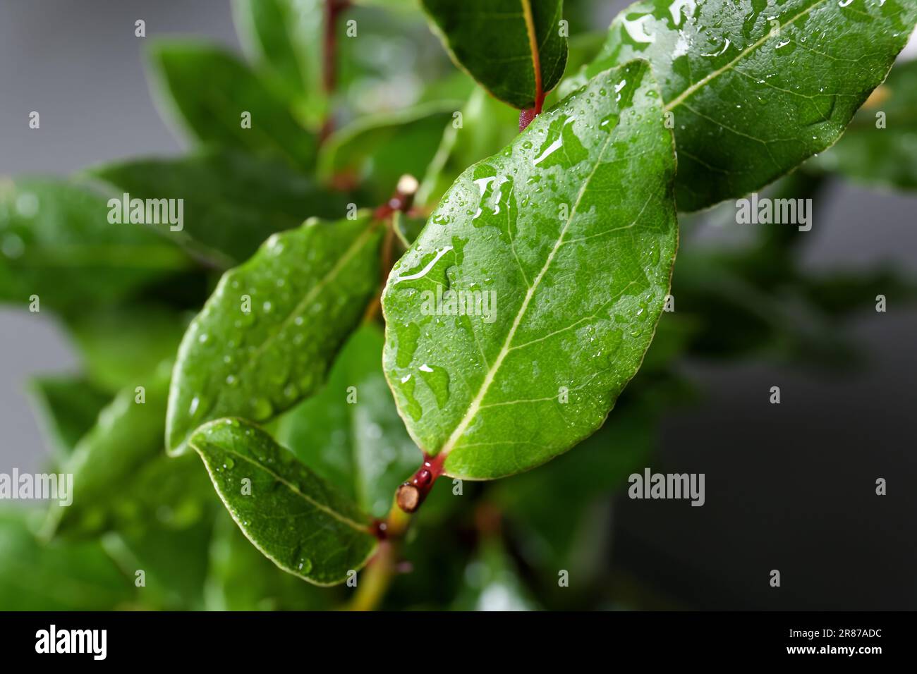 Bay tree with green leaves growing on light grey background, closeup ...