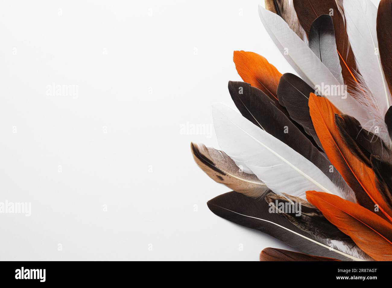 Many different bird feathers on white background, flat lay. Space for ...
