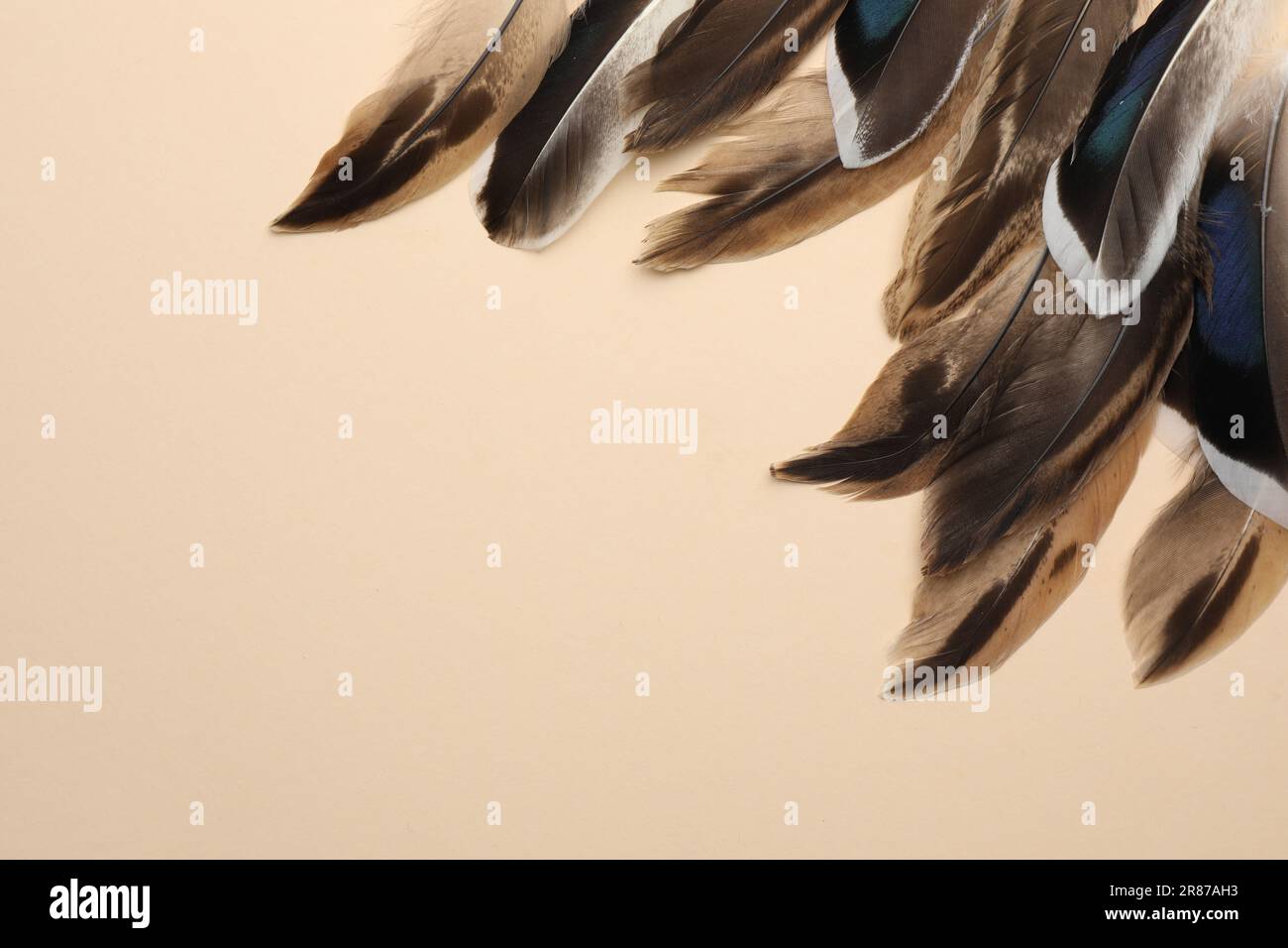 Many different bird feathers on beige background, flat lay. Space for ...