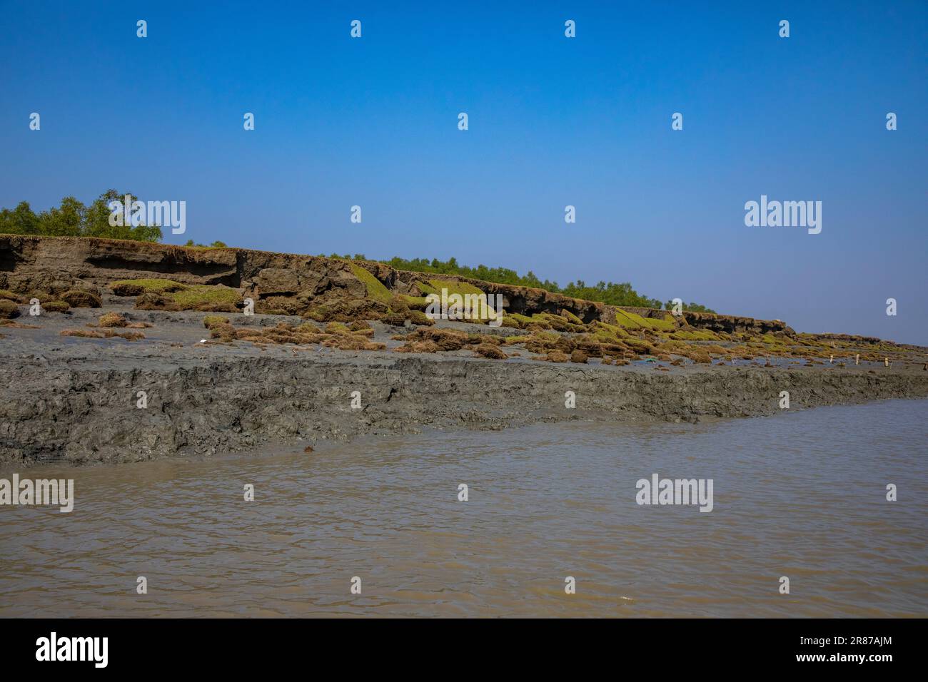 Coastal mangrove forest at Dhal Chhar. Dhal Char is one of the numerous ...