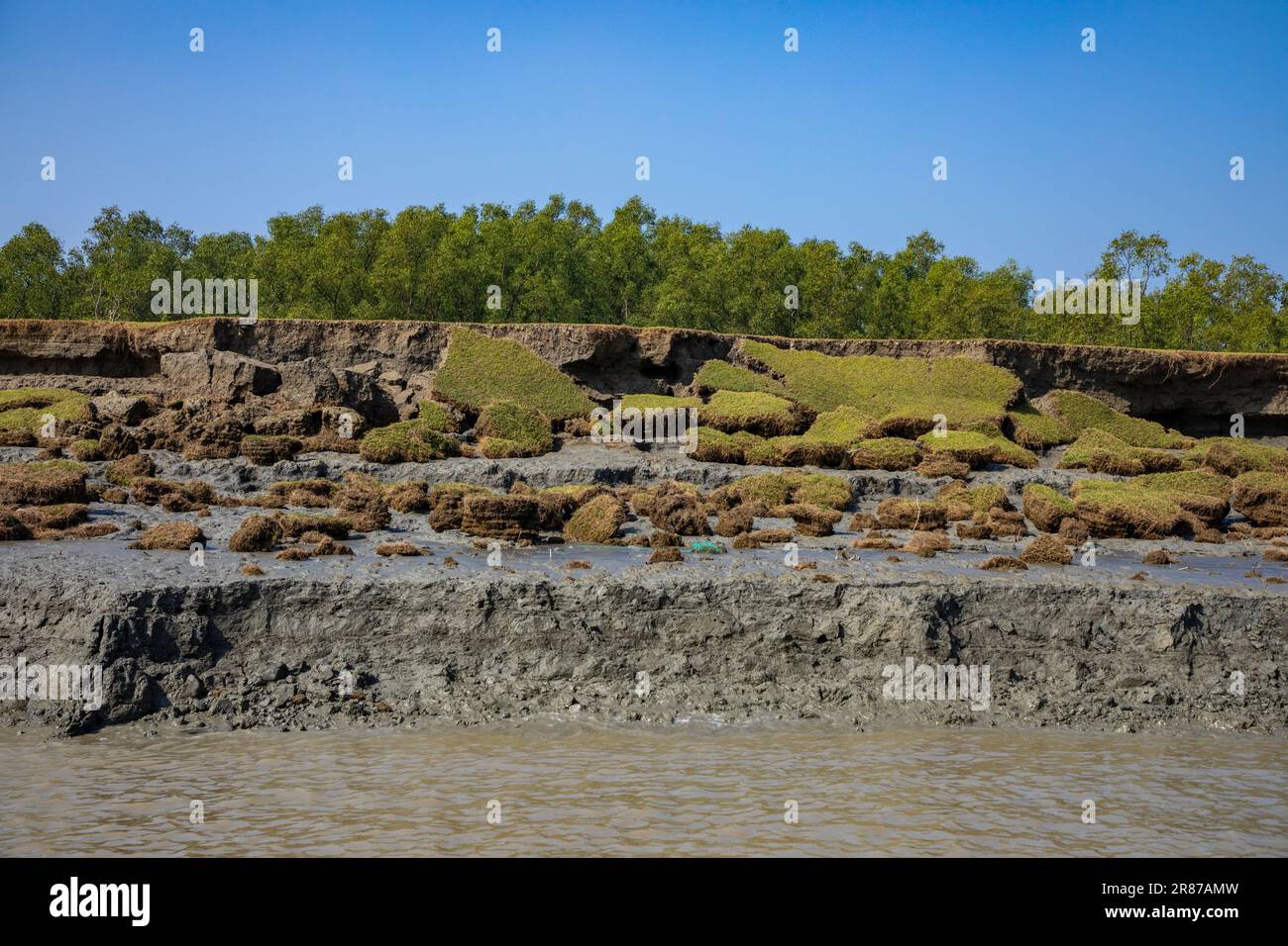 Coastal mangrove forest at Dhal Chhar. Dhal Char is one of the numerous ...