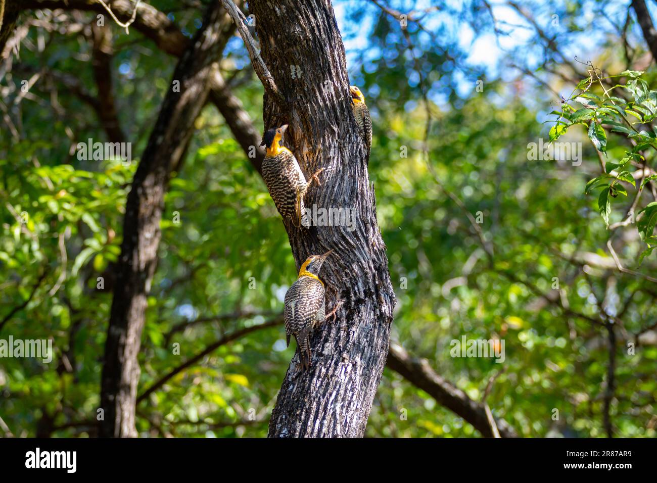 bird of the Picidae family. It is known as woodpecker-carijó or ...