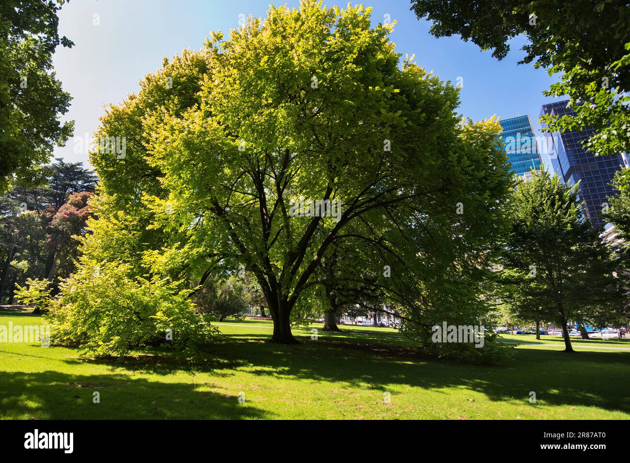 Carlton Gardens, Melbourne City Center, Victoria, Australia Stock Photo ... Carlton Gardens, Melbourne City Center, Victoria, Australia Stock Photo ...