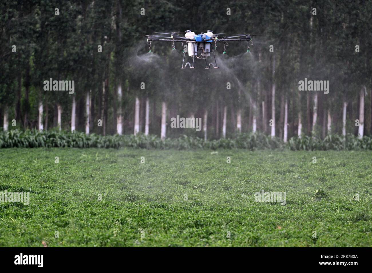Farmers use drones to prevent pests in pepper fields in Bazhou city ...