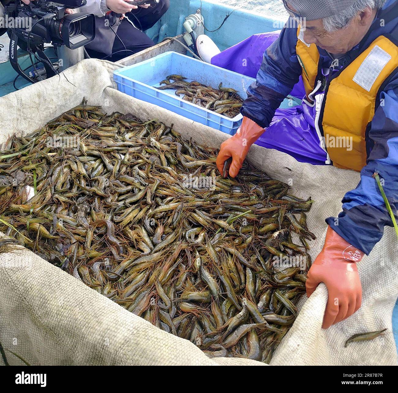 A fisherman lands Hokkai shimaebi (Pandalus latirostris) in the early ...
