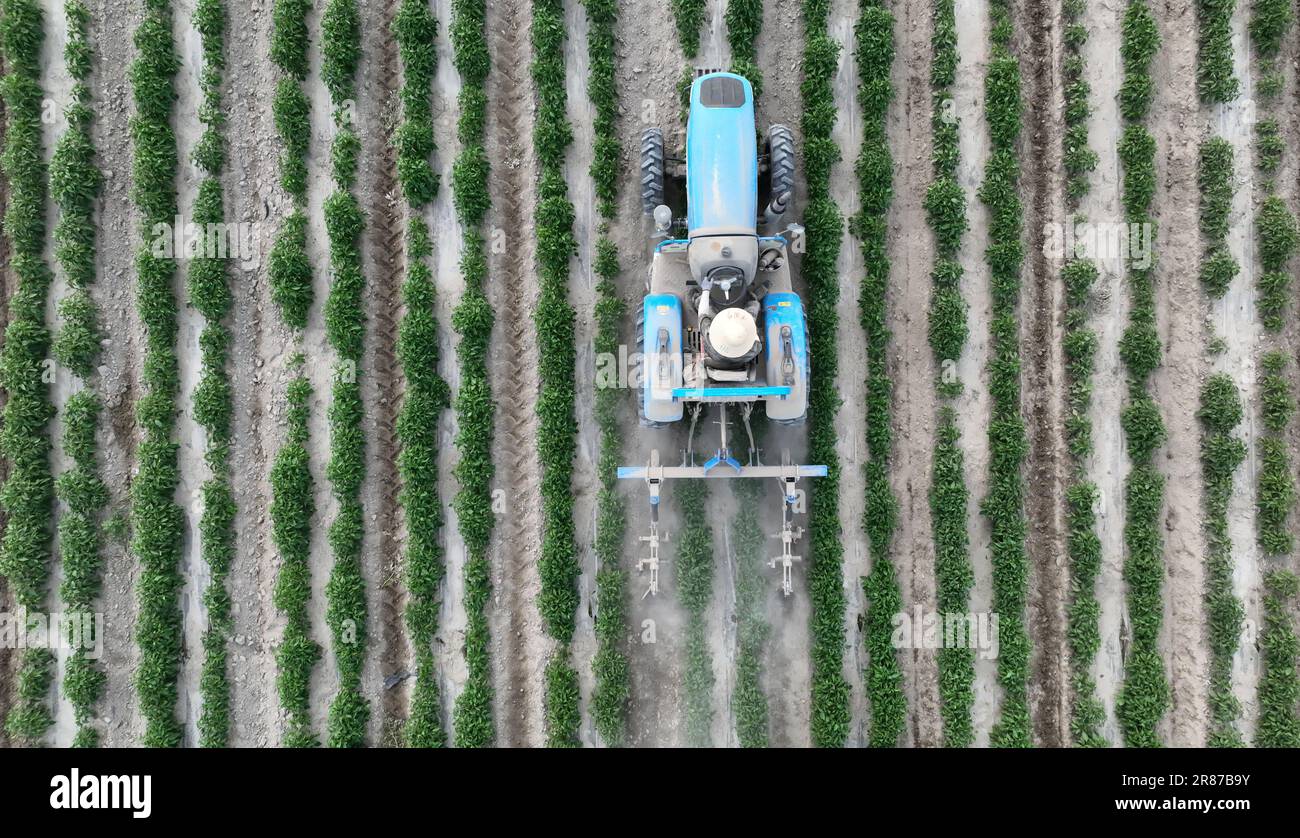 Bazhou, China. 19th June, 2023. Farmers work in a chili field in Bazhou ...