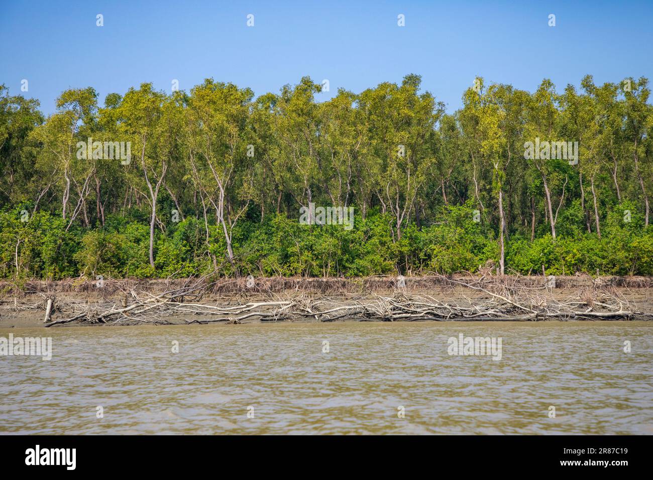 Coastal mangrove forest at Dhal Chhar. Dhal Char is one of the numerous ...