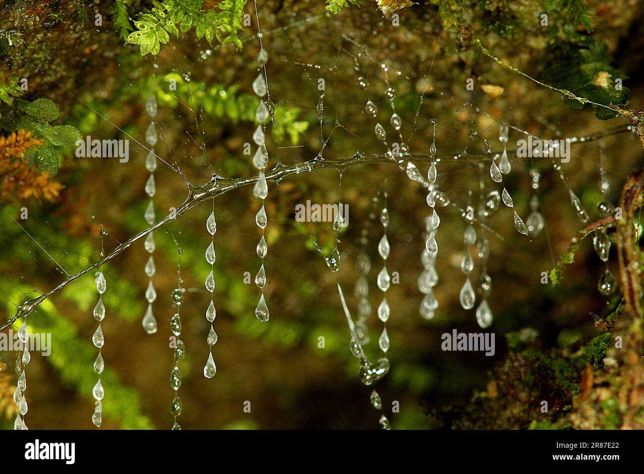 New Zealand glow worm larvae (Arachnocampa luminosa Stock Photo - Alamy