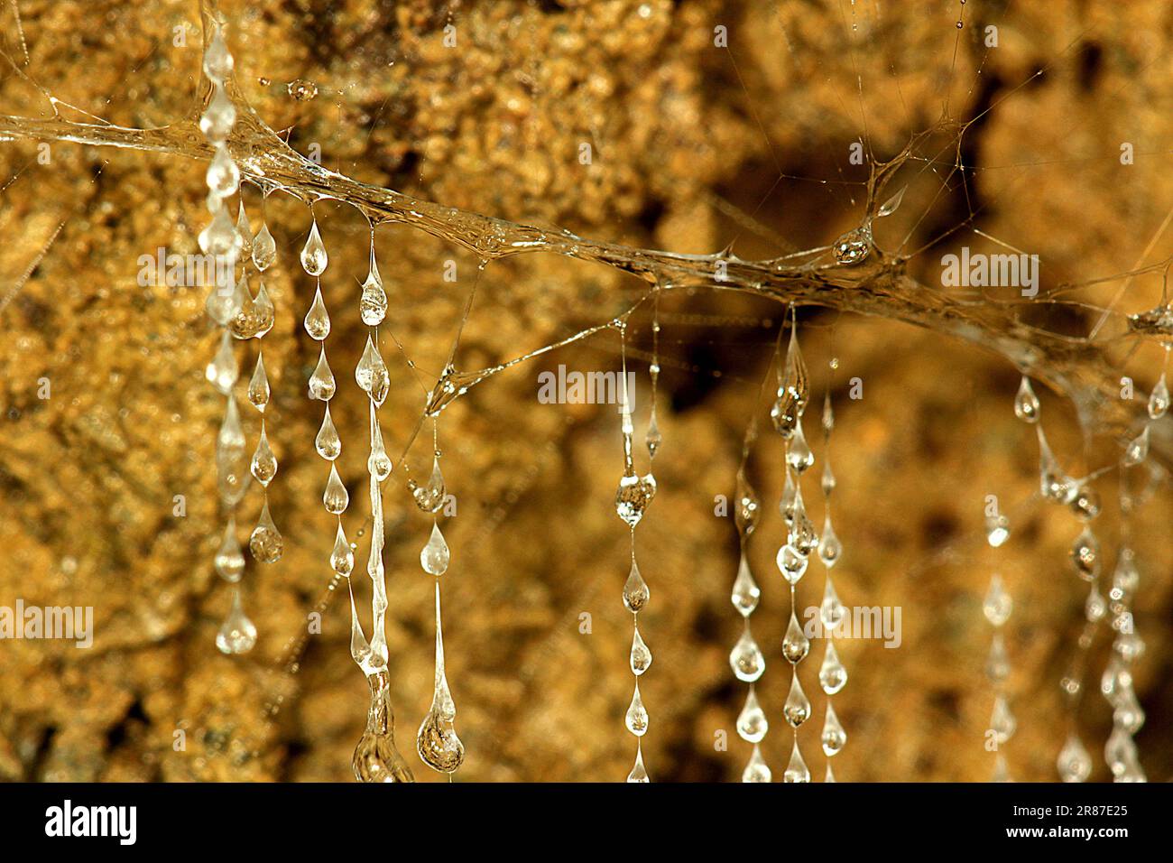 New Zealand glow worm larvae (Arachnocampa luminosa Stock Photo - Alamy