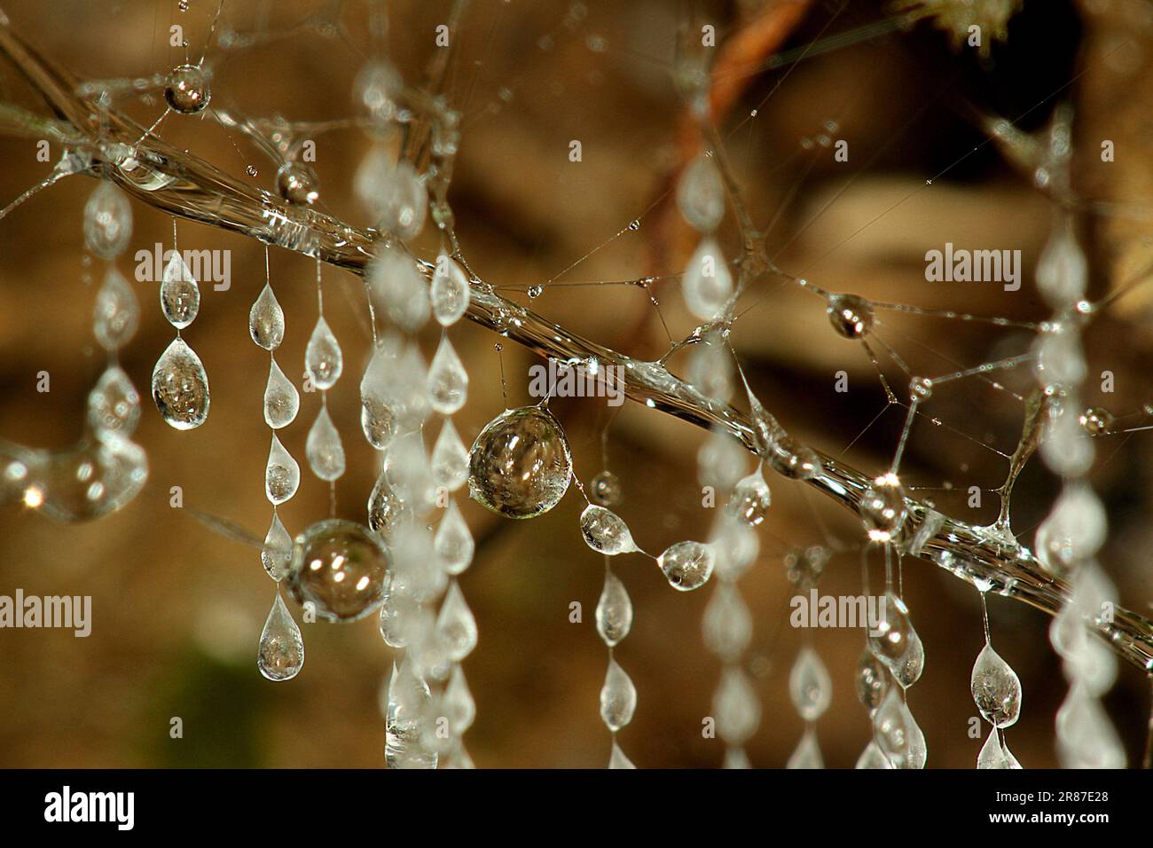 New Zealand glow worm larvae (Arachnocampa luminosa Stock Photo - Alamy
