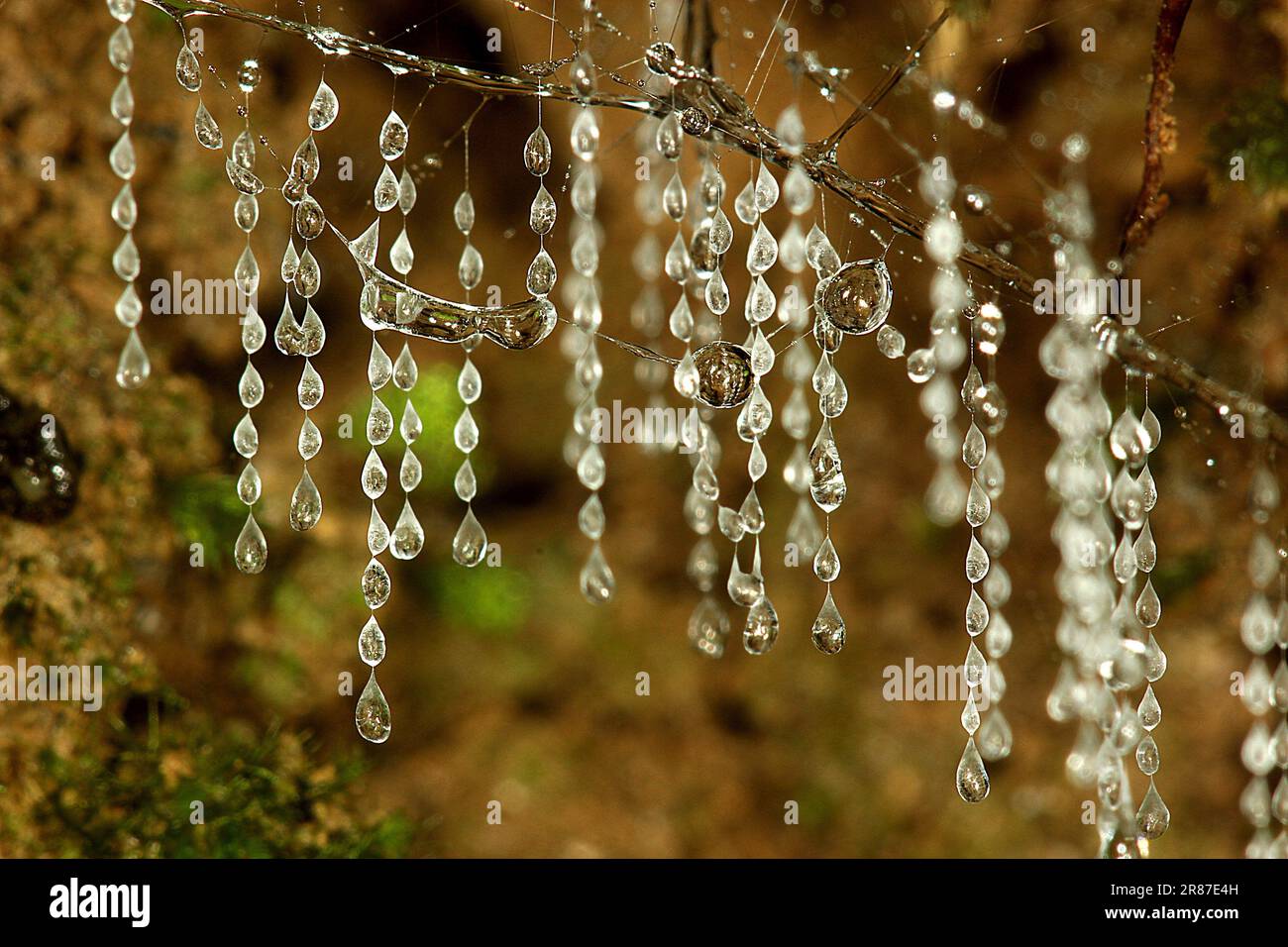 New Zealand glow worm larvae (Arachnocampa luminosa Stock Photo - Alamy