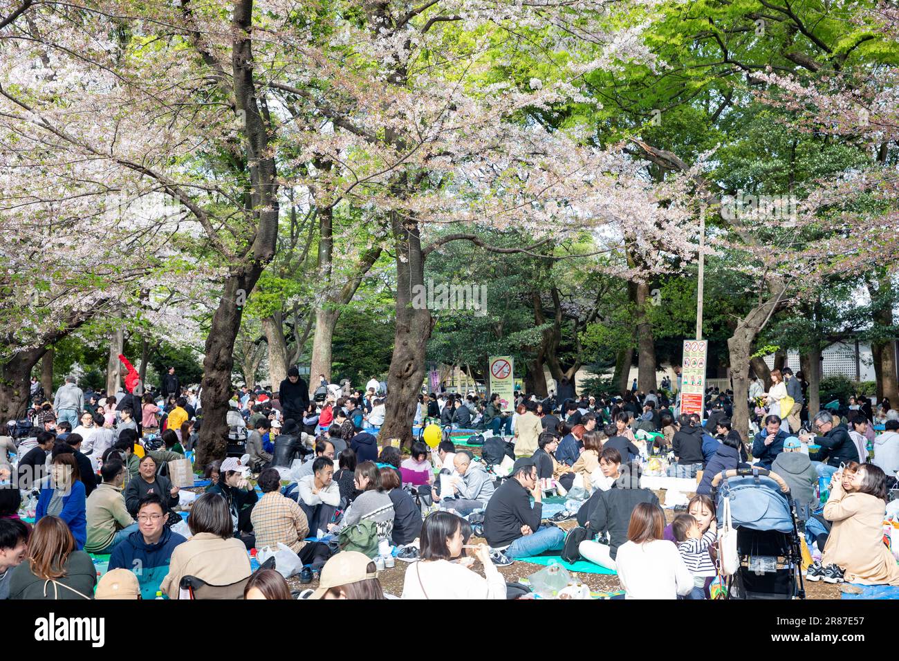 Japan sakura cherry blossom April 2023 in Ueno park as people picnic ...