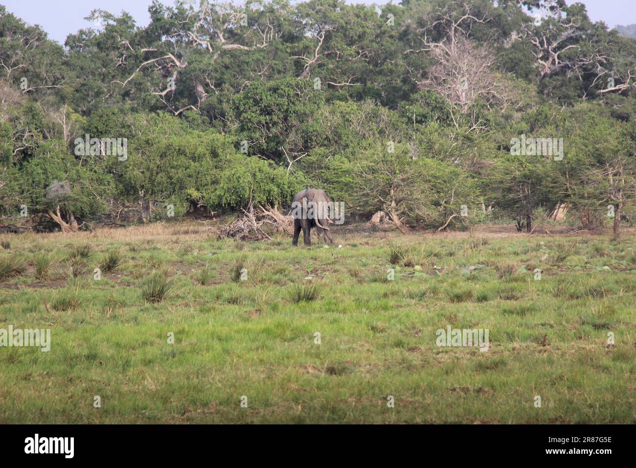 Tuskers of sri lanka hi-res stock photography and images - Alamy