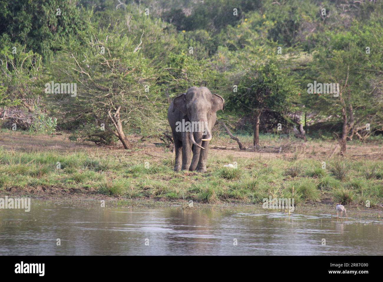 Tuskers of sri lanka hi-res stock photography and images - Alamy