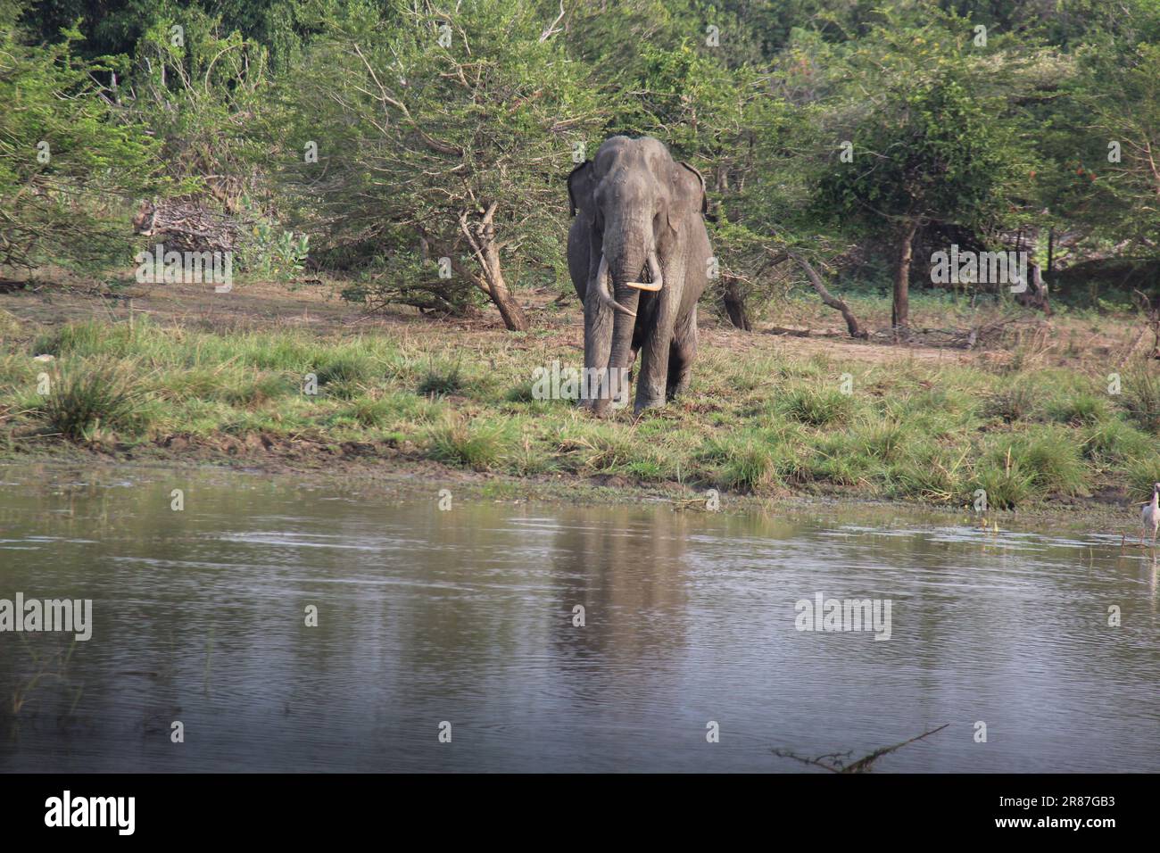 Tuskers of sri lanka hi-res stock photography and images - Alamy