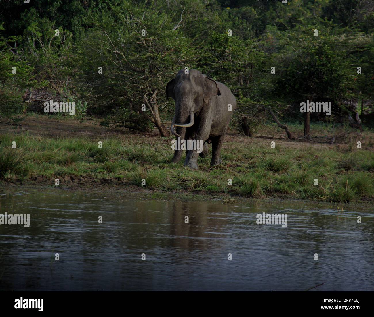 Tuskers in sri lanka hi-res stock photography and images - Alamy
