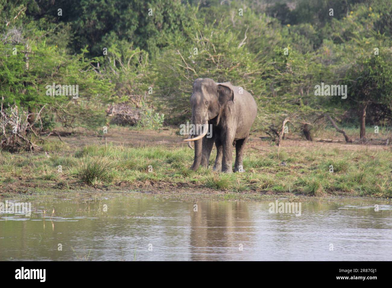 Tuskers of sri lanka hi-res stock photography and images - Alamy