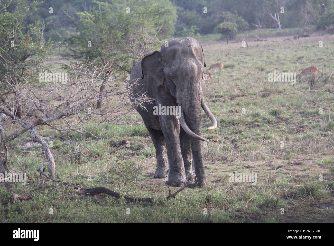 Tuskers of sri lanka hi-res stock photography and images - Alamy
