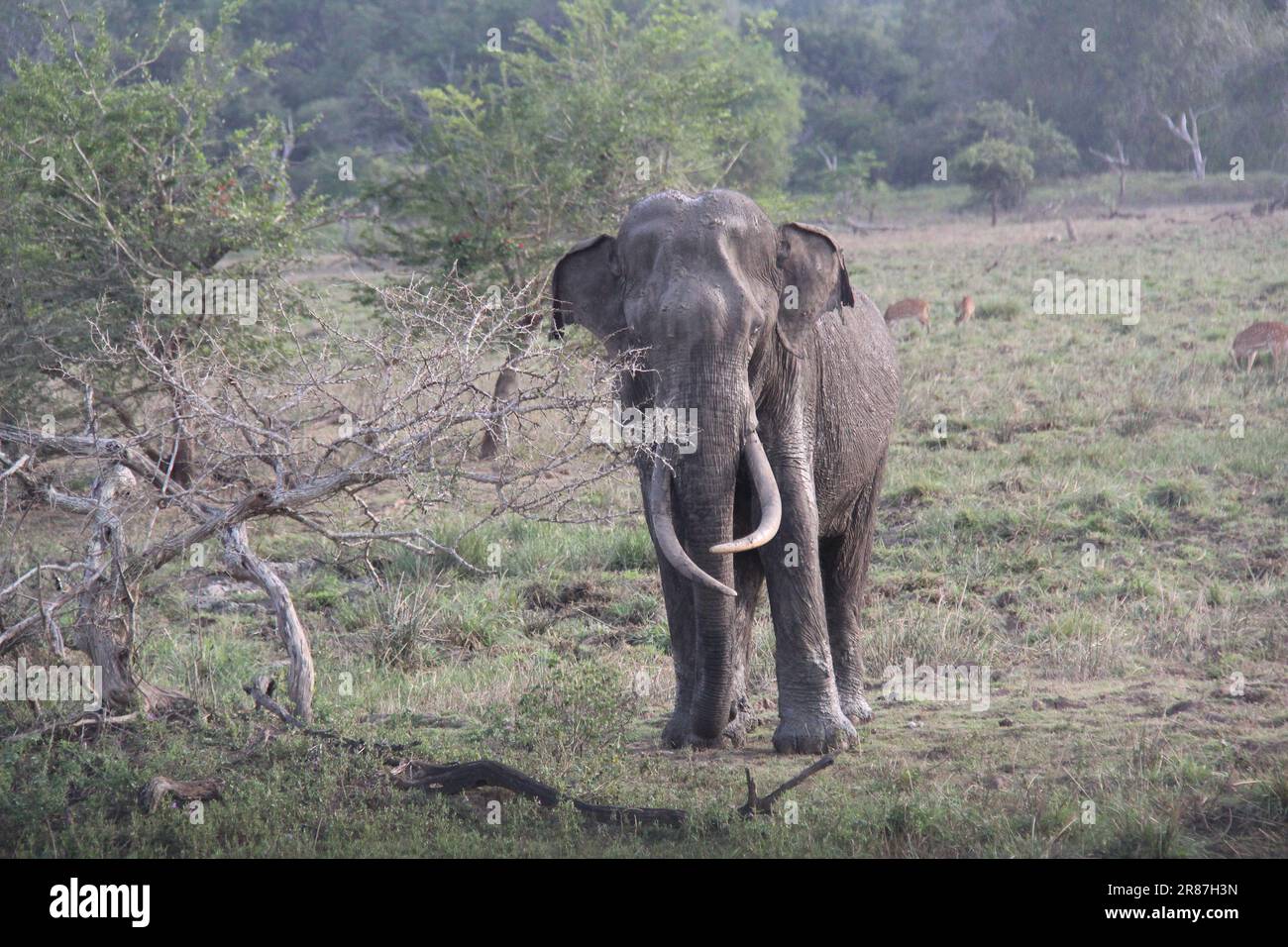 Tuskers of sri lanka hi-res stock photography and images - Alamy