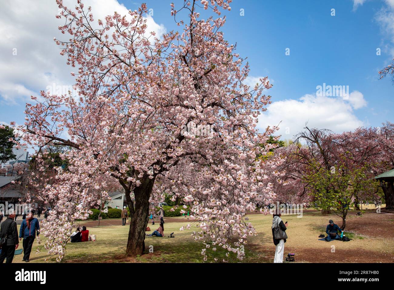 Shinjuku Gyoen Park cherry blossom hanami sakura April 2023, Tokyo city ...