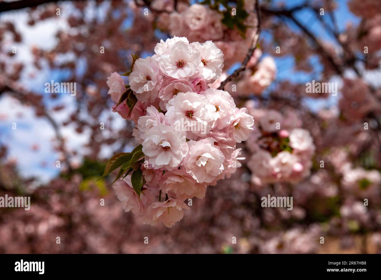 Shinjuku Gyoen Park cherry blossom hanami sakura April 2023, Tokyo city ...