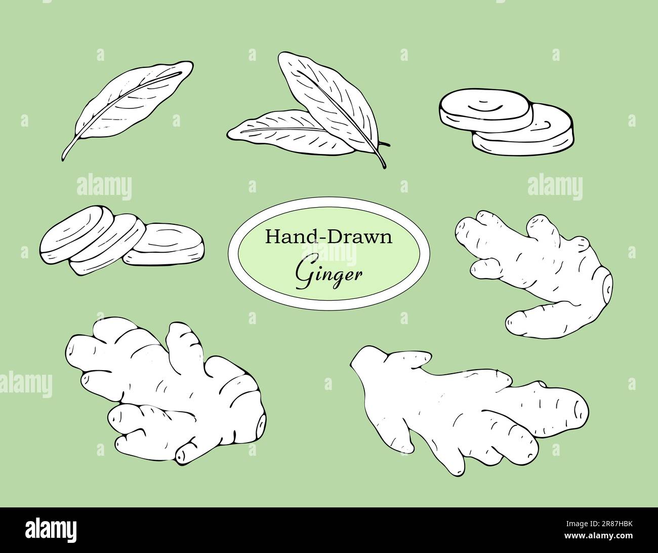 Hand Drawn Set Of Ginger Root Leaves And Slices Of Ginger Stock Vector Image And Art Alamy
