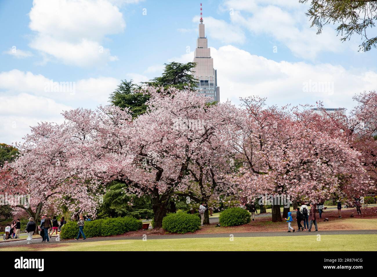 Shinjuku Gyoen Park cherry blossom hanami sakura April 2023, Tokyo city centre,Japan,Asia Stock ...