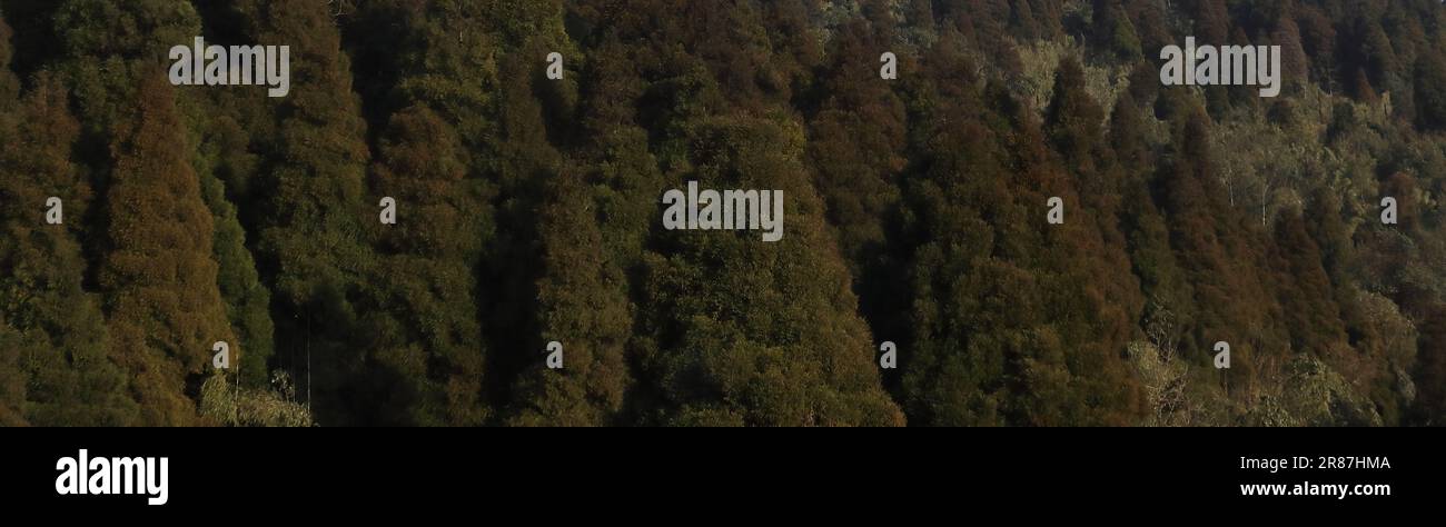 Senchal forest hi-res stock photography and images - Alamy