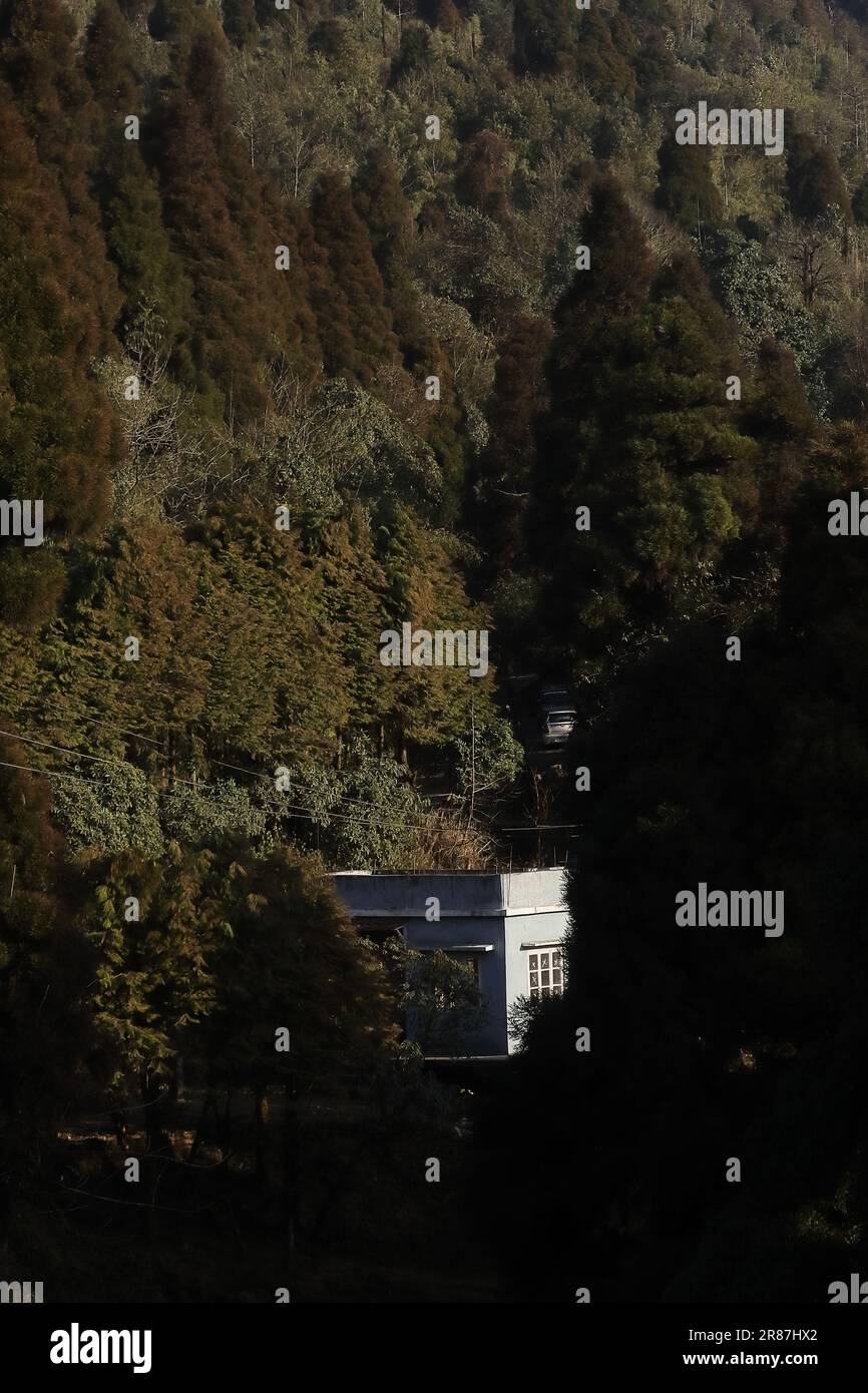 wilderness of senchal wildlife sanctuary, the coniferous evergreen ...