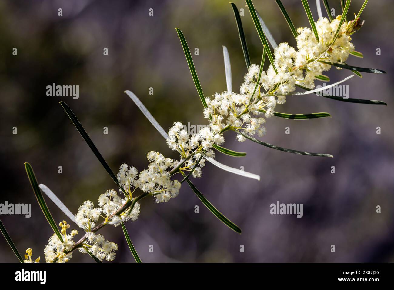 Australian sweet wattle hi-res stock photography and images - Alamy