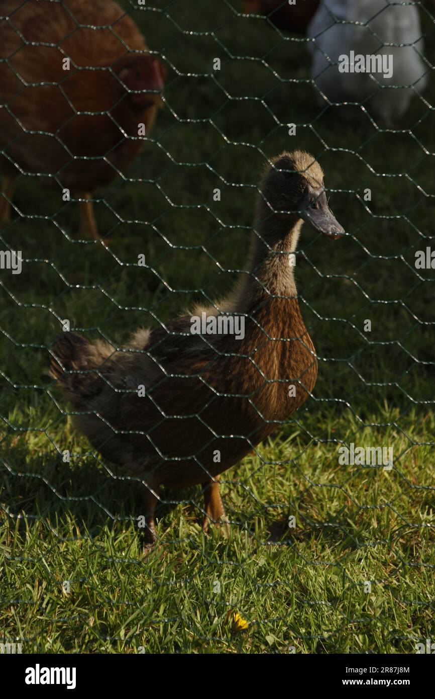 Ducks Drinking on the Farm Stock Photo - Alamy