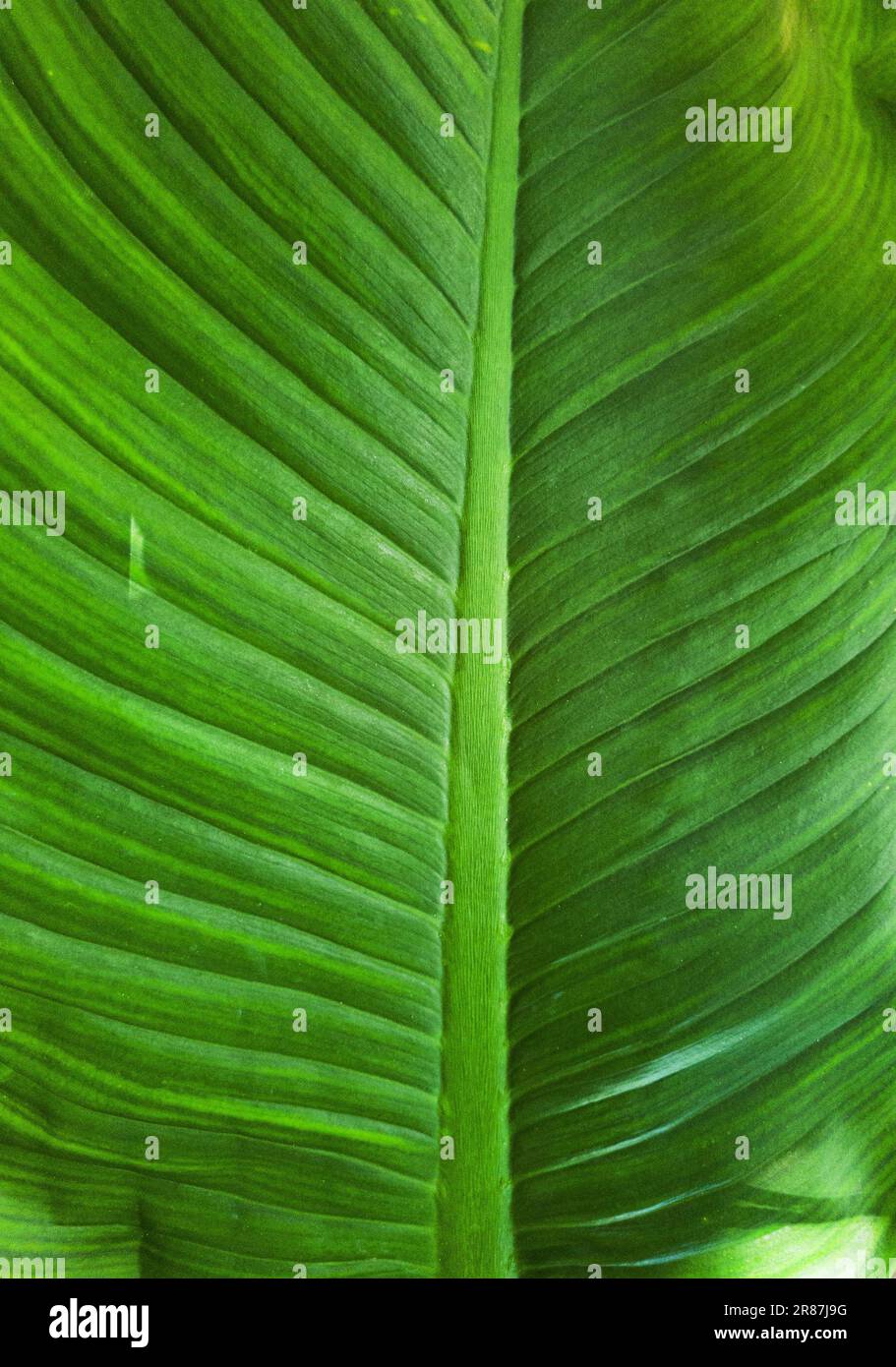 Green leaf texture close up. Natural pattern Stock Photo - Alamy