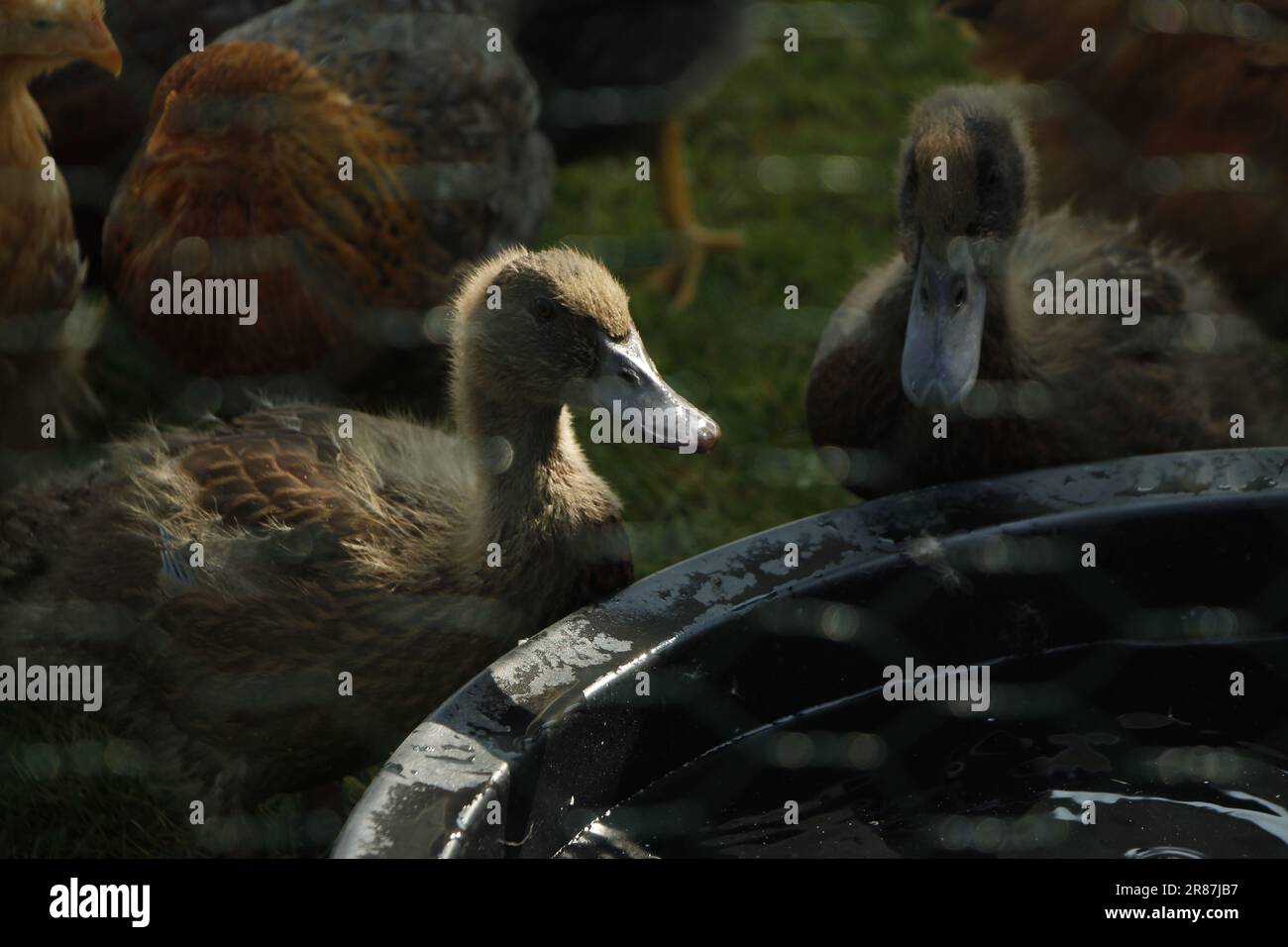 Ducks Drinking on the Farm Stock Photo - Alamy